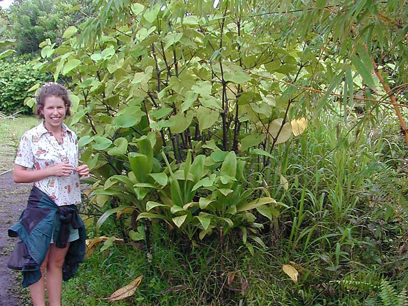 La'akea Permaculture Course November '99