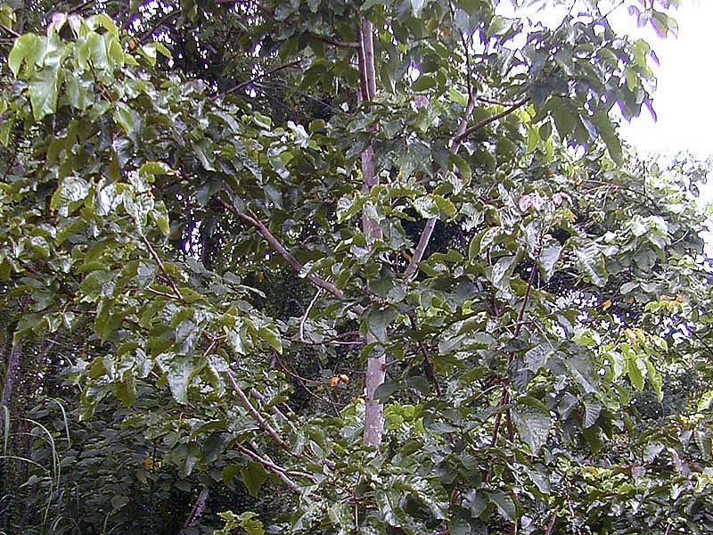 La'akea Permaculture Course November '99